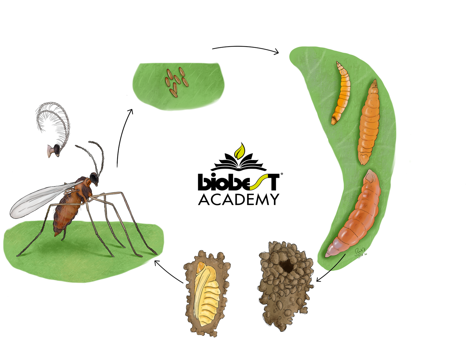 Products – Biobest Academy