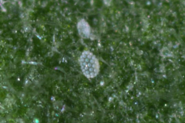 Products – Biobest Academy