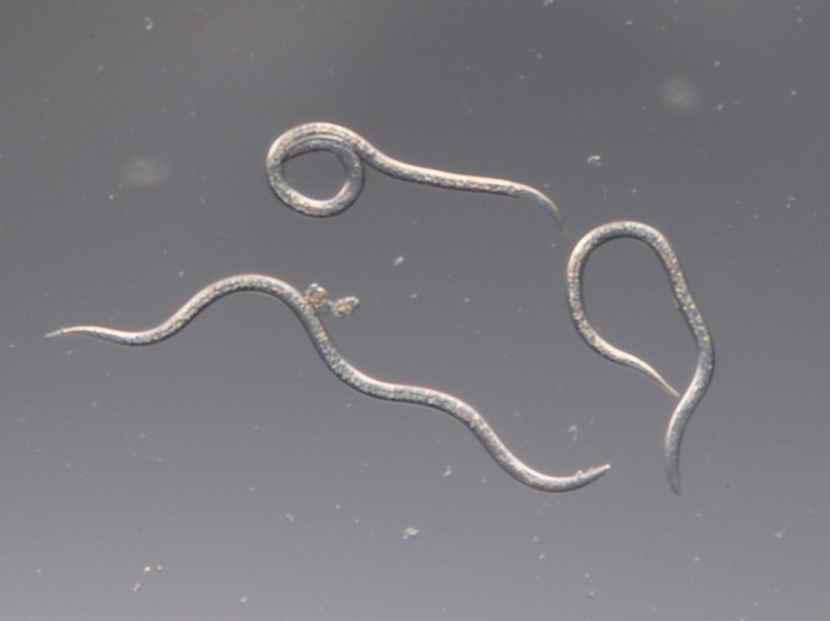 Entomopathogenic nematodes (EPNAEN0725) – Biobest Academy