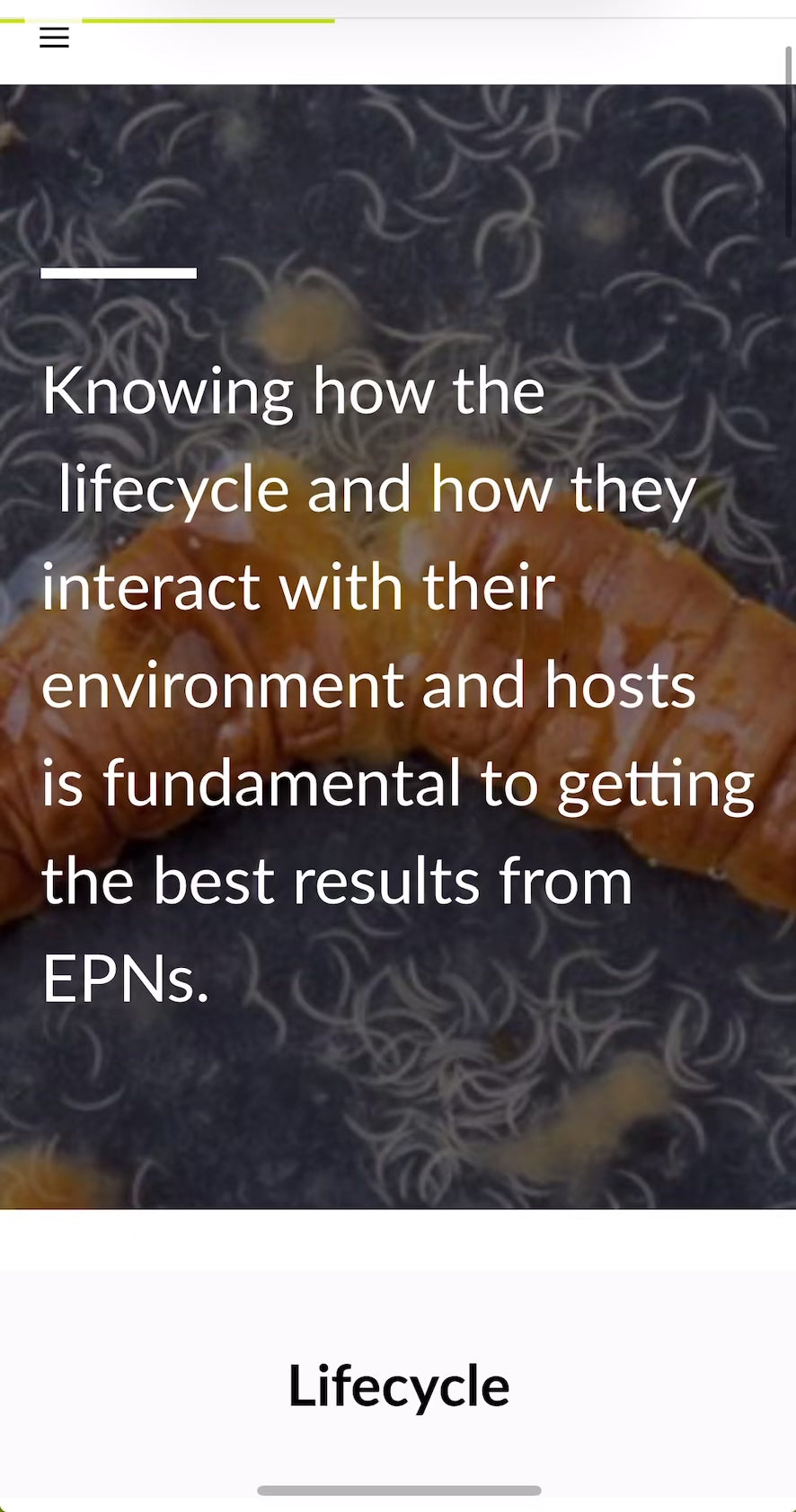 Entomopathogenic nematodes (EPNAEN0725) – Biobest Academy